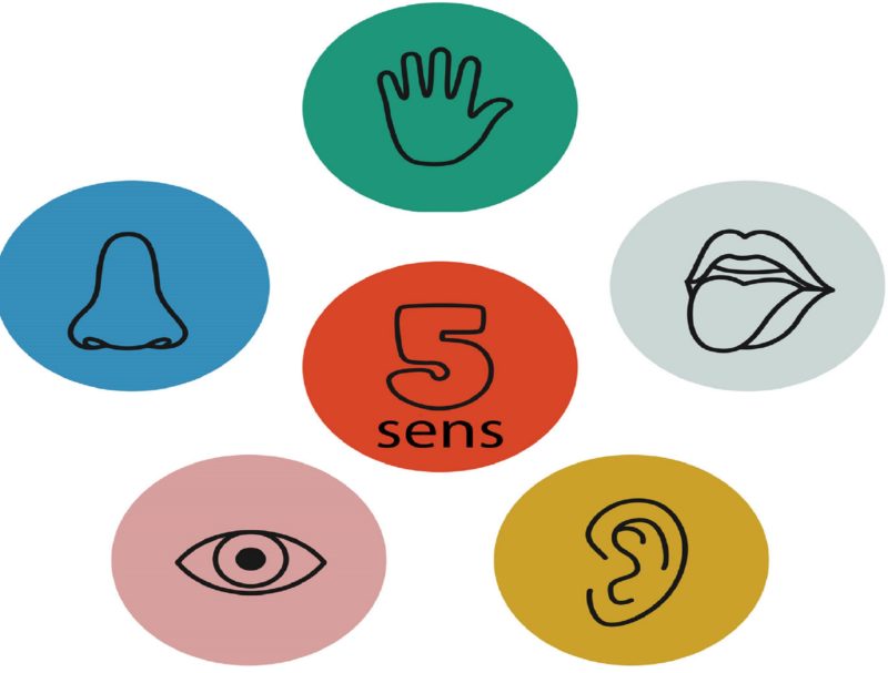 Fiche animation 5 sens - Science Events